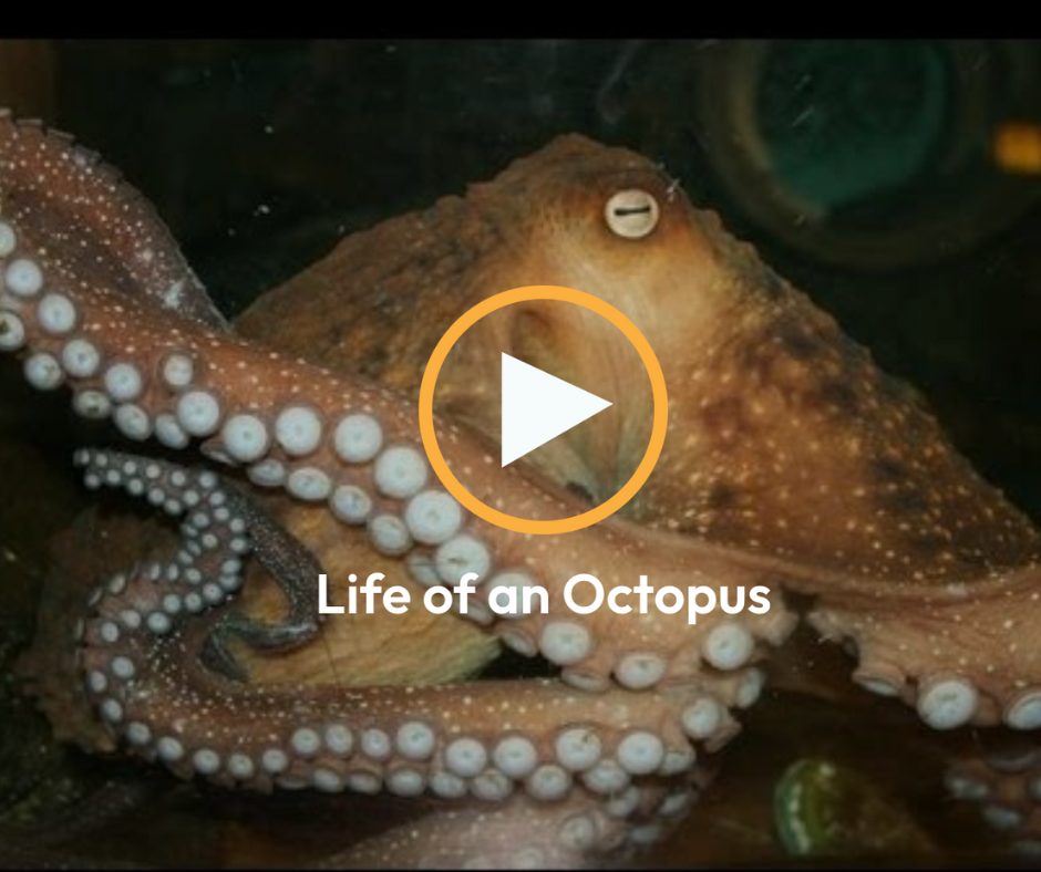 Life of an Octopus - Marine Metre²