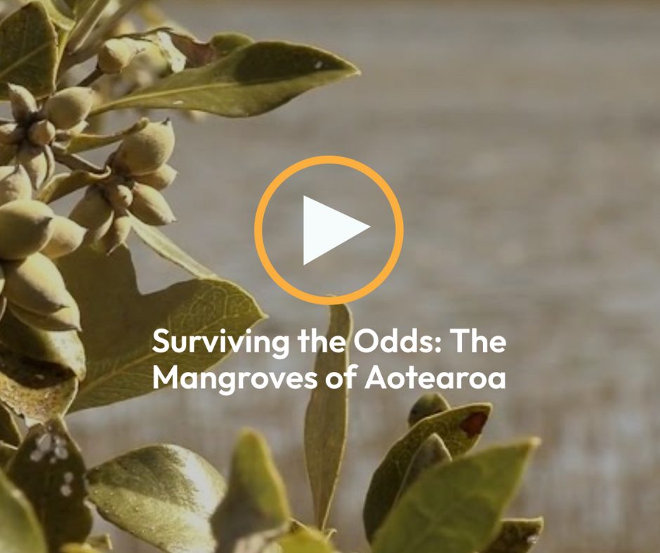 Surviving the Odds: The Mangroves of Aotearoa - Marine Metre²